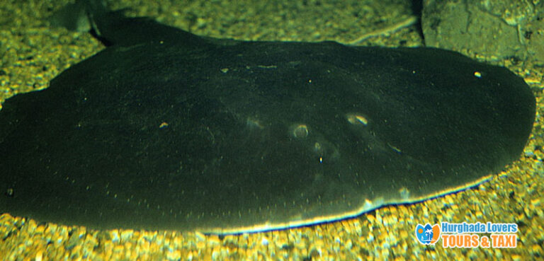 Atlantic Torpedo Ray "Delaware Fish", Torpedo nobiliana