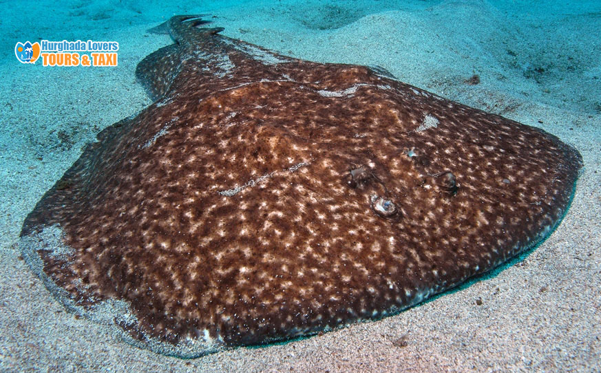 Electric Ray Fish | Torpedo fish, Numbfish, Crampfish