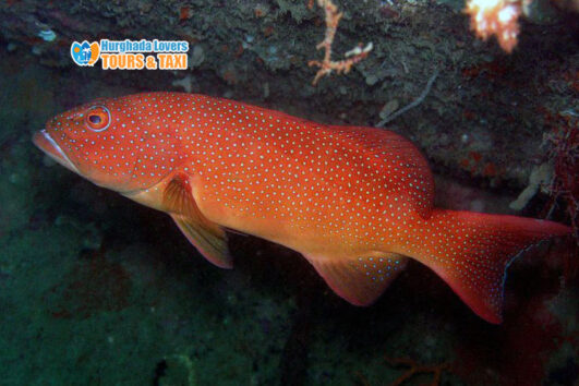 Hurghada News Today | Ancient Egyptian Pharaonic Civilization