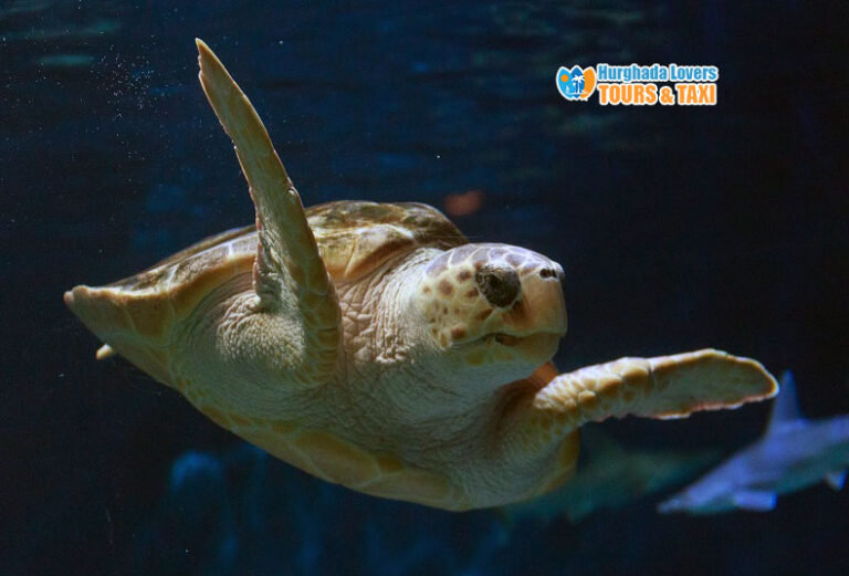 Sea Turtles in Red Sea, Egypt | Facts, Description, Species