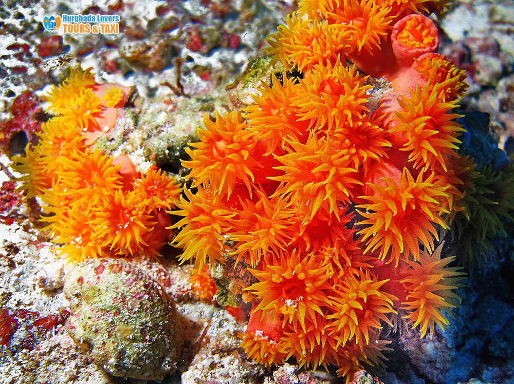 Tubastrea Coral "Sun or Cave" Red Sea Coral Reef