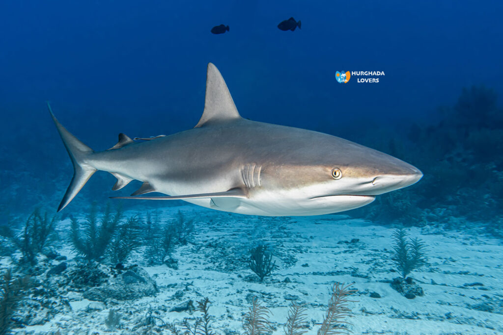 Haaien in Egypte | Welke haaien komen er