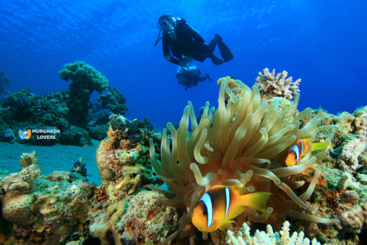 Hurghada Fish | The Best 7, Most Beautiful & Most Famous Fishes