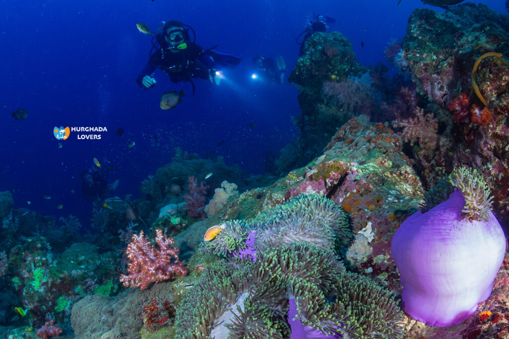 Sea Life Hurghada Egypt | The 5 Most Popular Sea Creatures