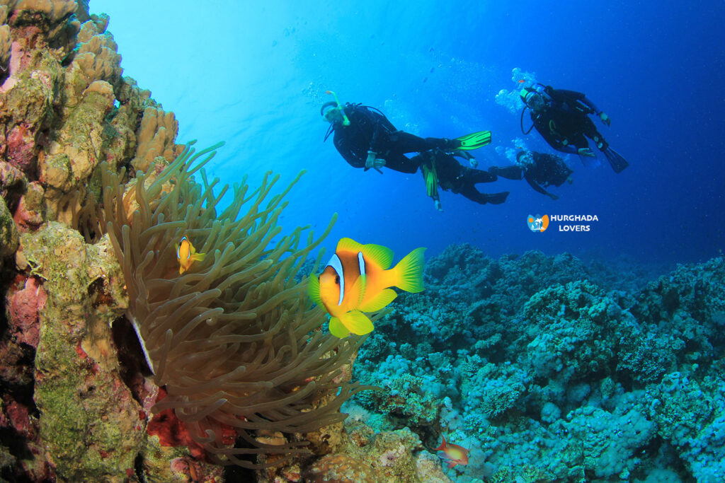 Waar vind je veel koraalriffen In de Rode Zee van Egypte?